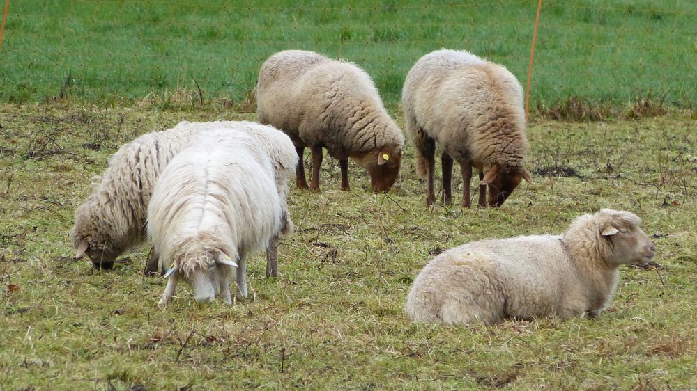 Schafe Foto & Bild | tiere, haustiere, nutztiere Bilder auf fotocommunity