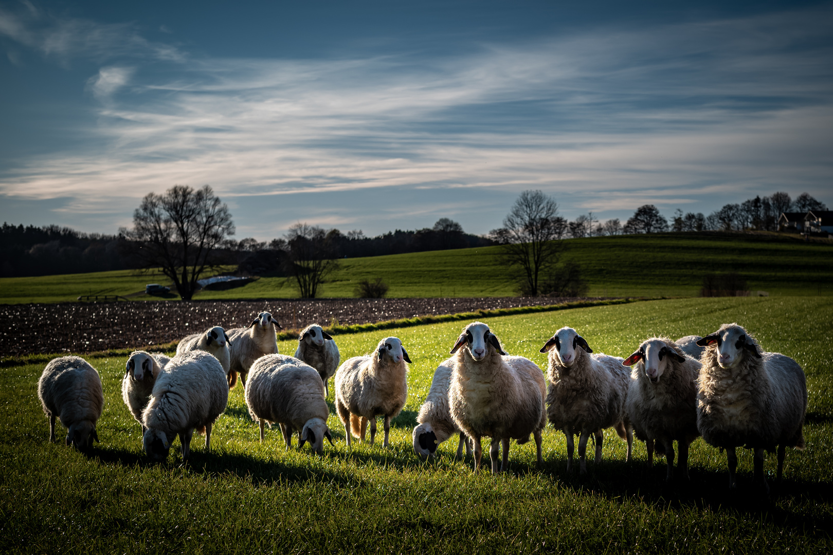 Schafe Foto & Bild | landschaft, lebensräume, natur Bilder auf ...