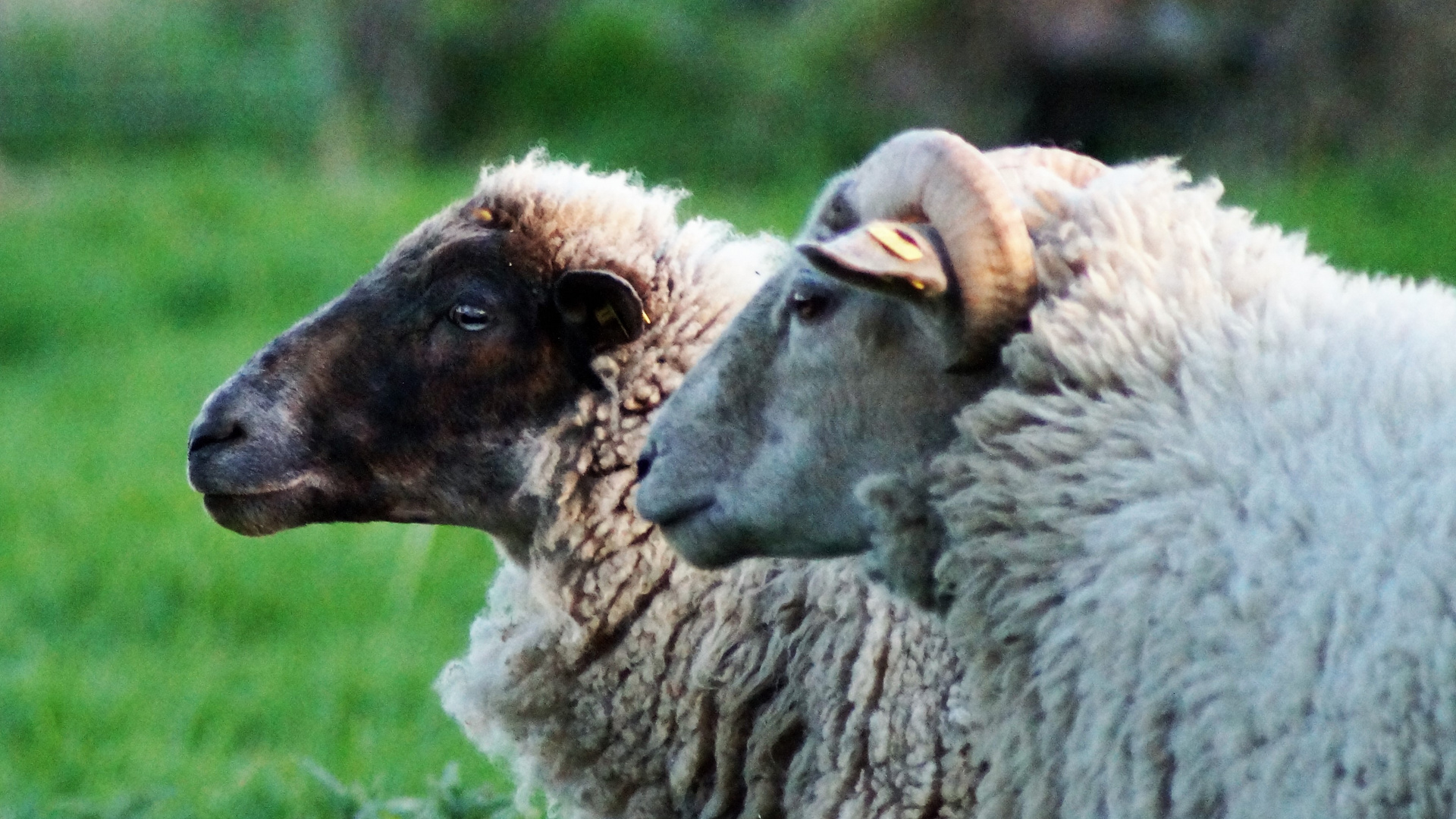 Schafe Foto & Bild | deutschland, europe, niedersachsen Bilder auf ...