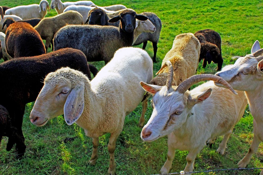 Schafe Foto & Bild | tiere, haustiere, sonstige Bilder auf fotocommunity