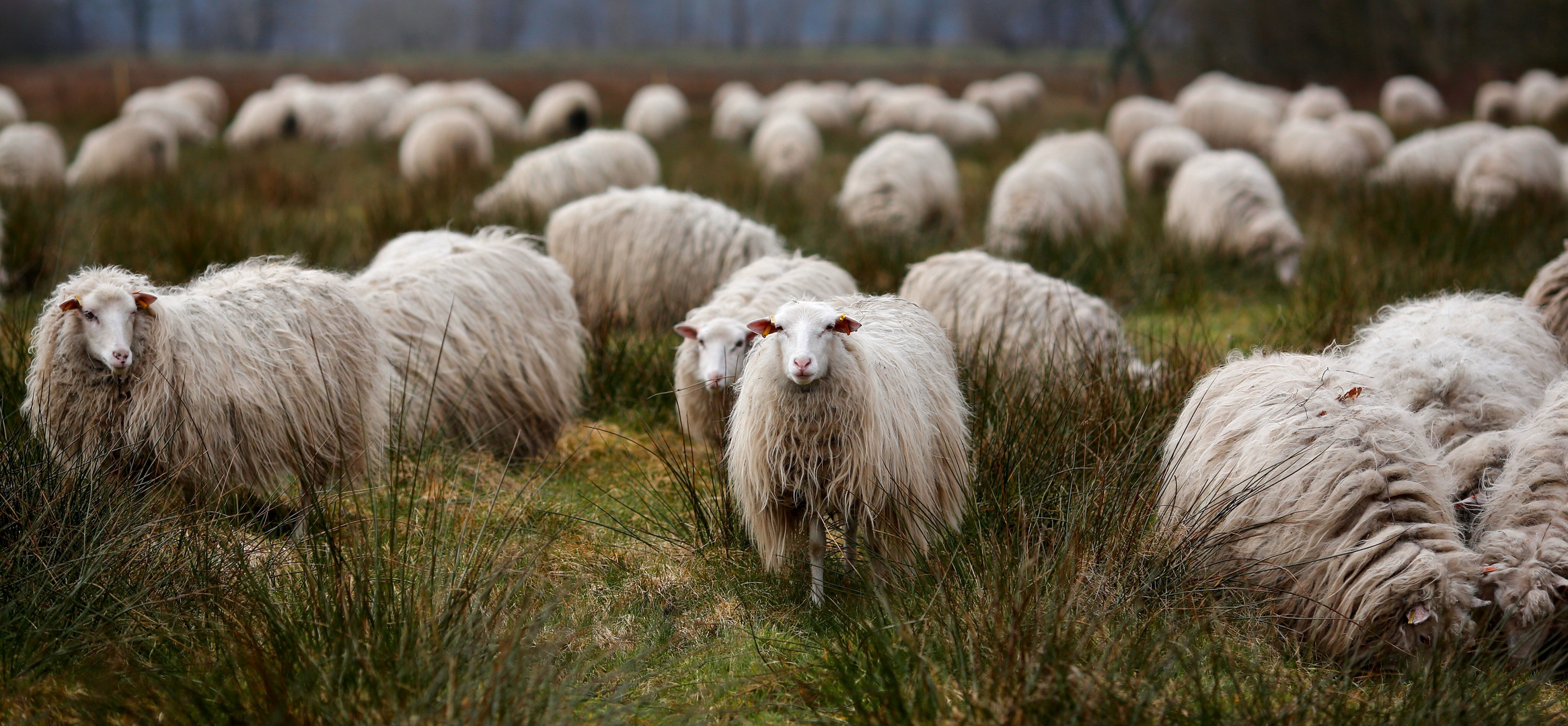 Schafe Foto & Bild | tiere, haustiere, andere Bilder auf fotocommunity