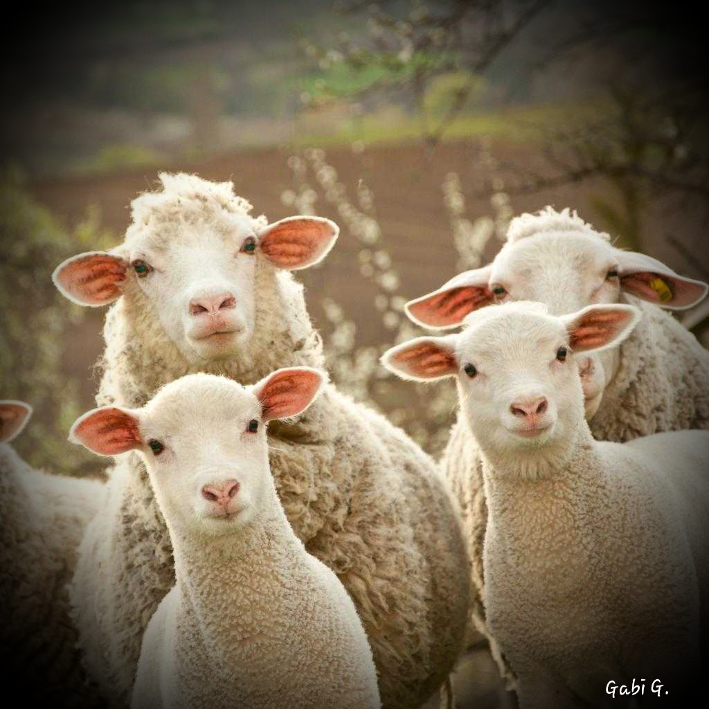 Schafe Foto & Bild | tiere, haustiere, nutztiere Bilder auf fotocommunity