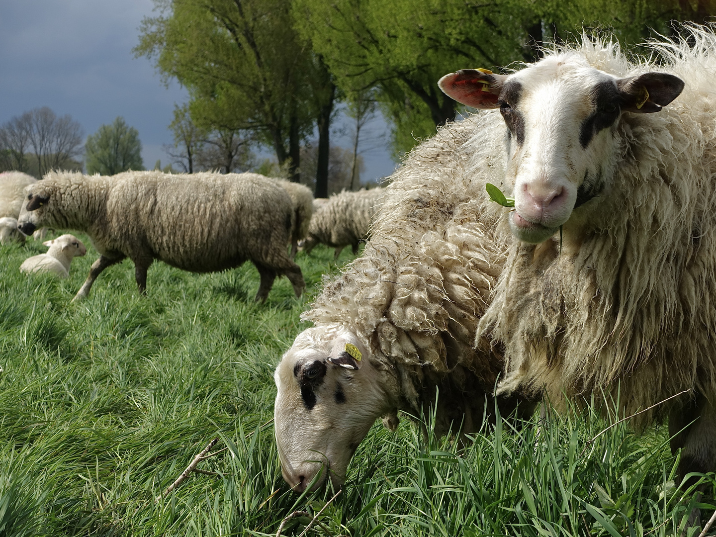 Schafe Foto & Bild | köln, schafe, rheinwiesen Bilder auf fotocommunity