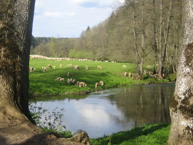 Schafe am Flussufer Foto & Bild | landschaft, bach, fluss & see, natur ...