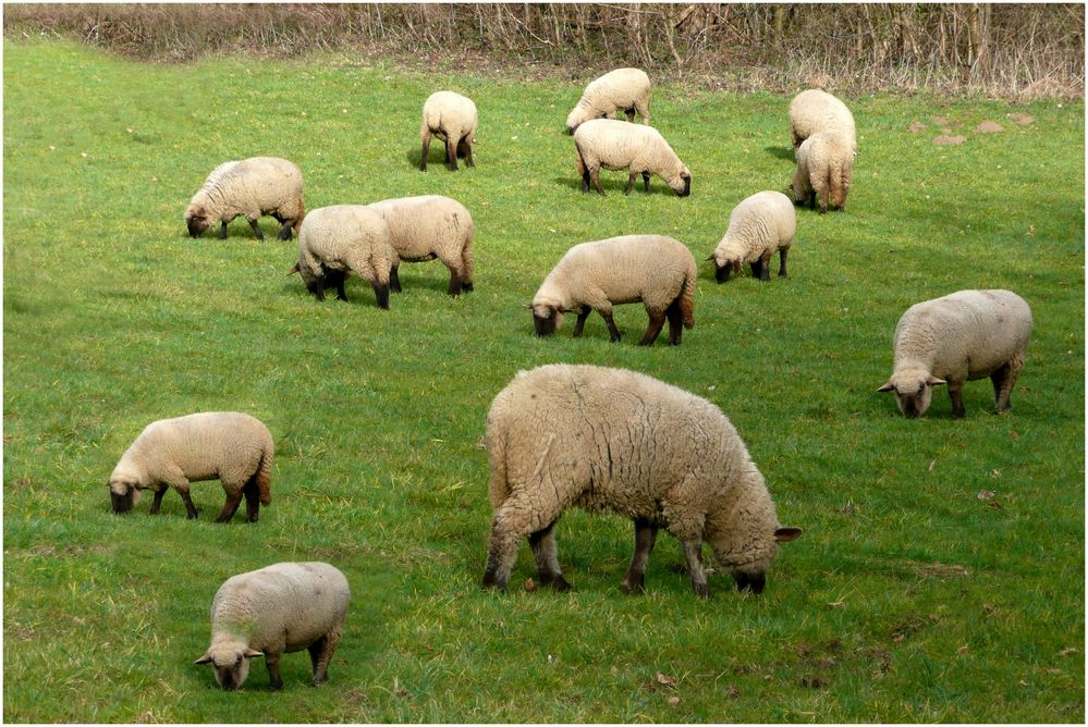 Schafe bei Arenberg Foto & Bild | natur Bilder auf fotocommunity