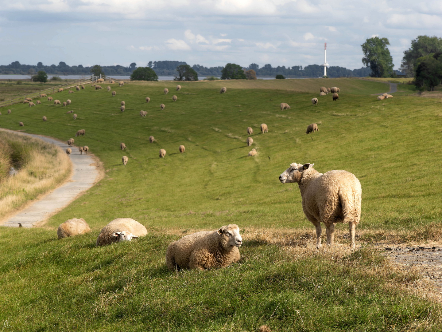 Schafe beim Sperrwerk Wischhafen Foto & Bild | deutschland, europe ...