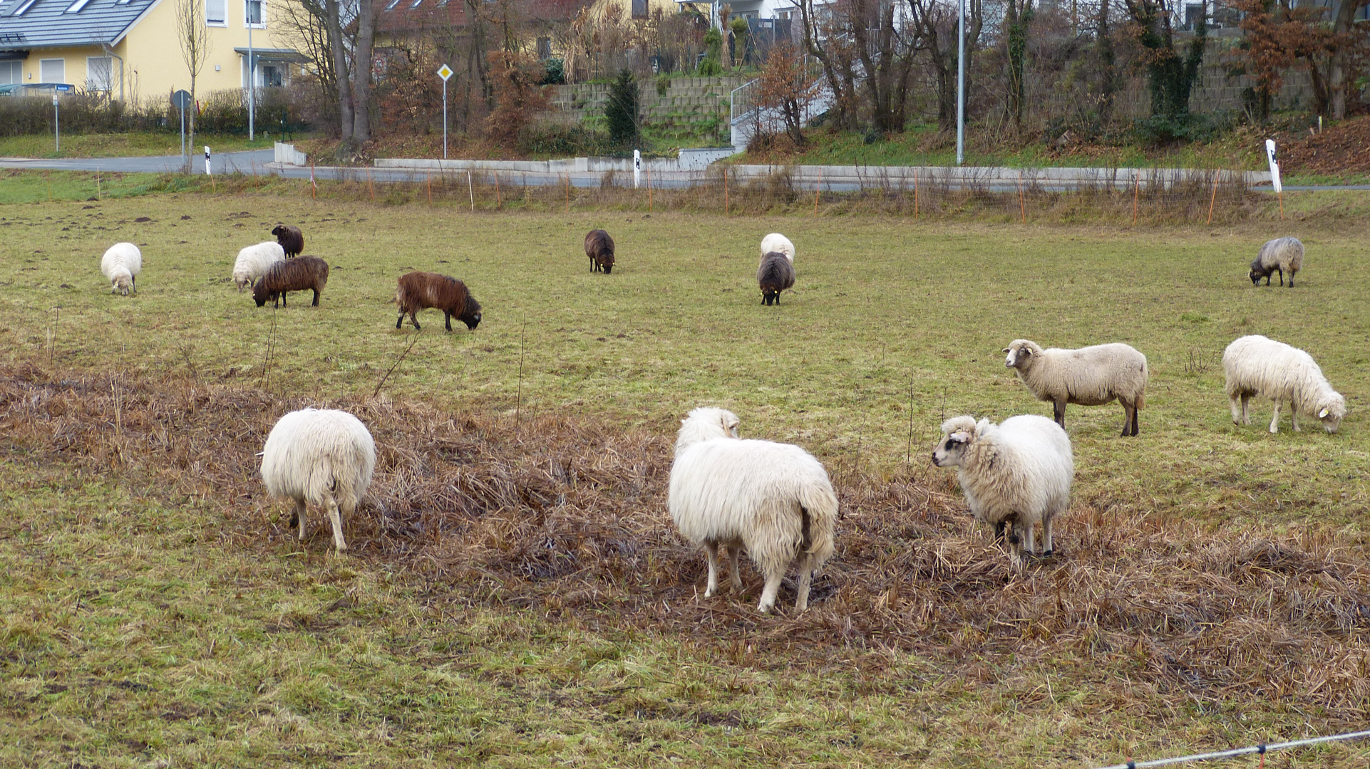 Schafe Foto & Bild | tiere, haustiere, nutztiere Bilder auf fotocommunity