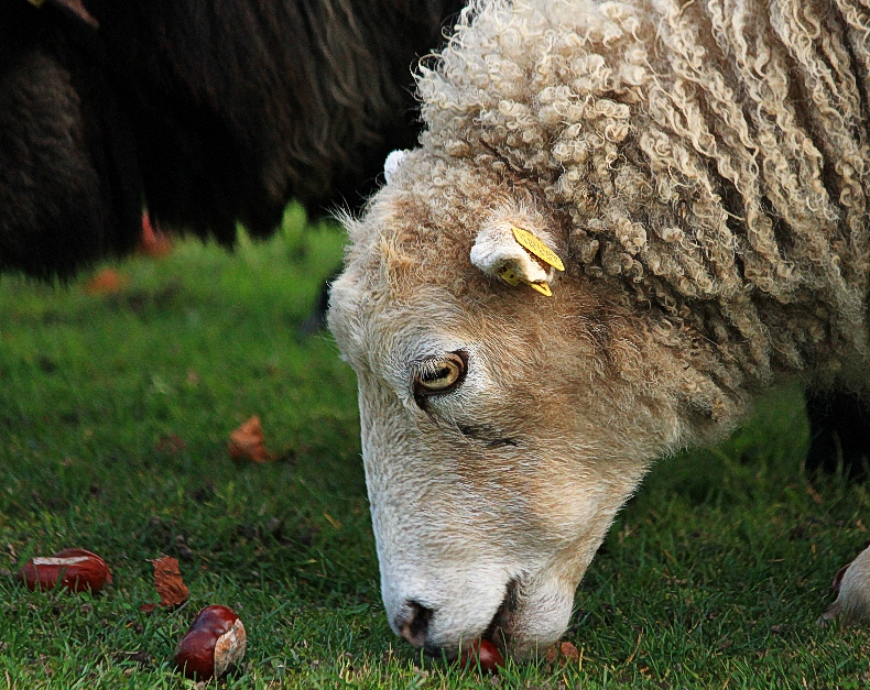 Schafe fressen Kastanien... Foto & Bild | tiere, haustiere, nutztiere ...