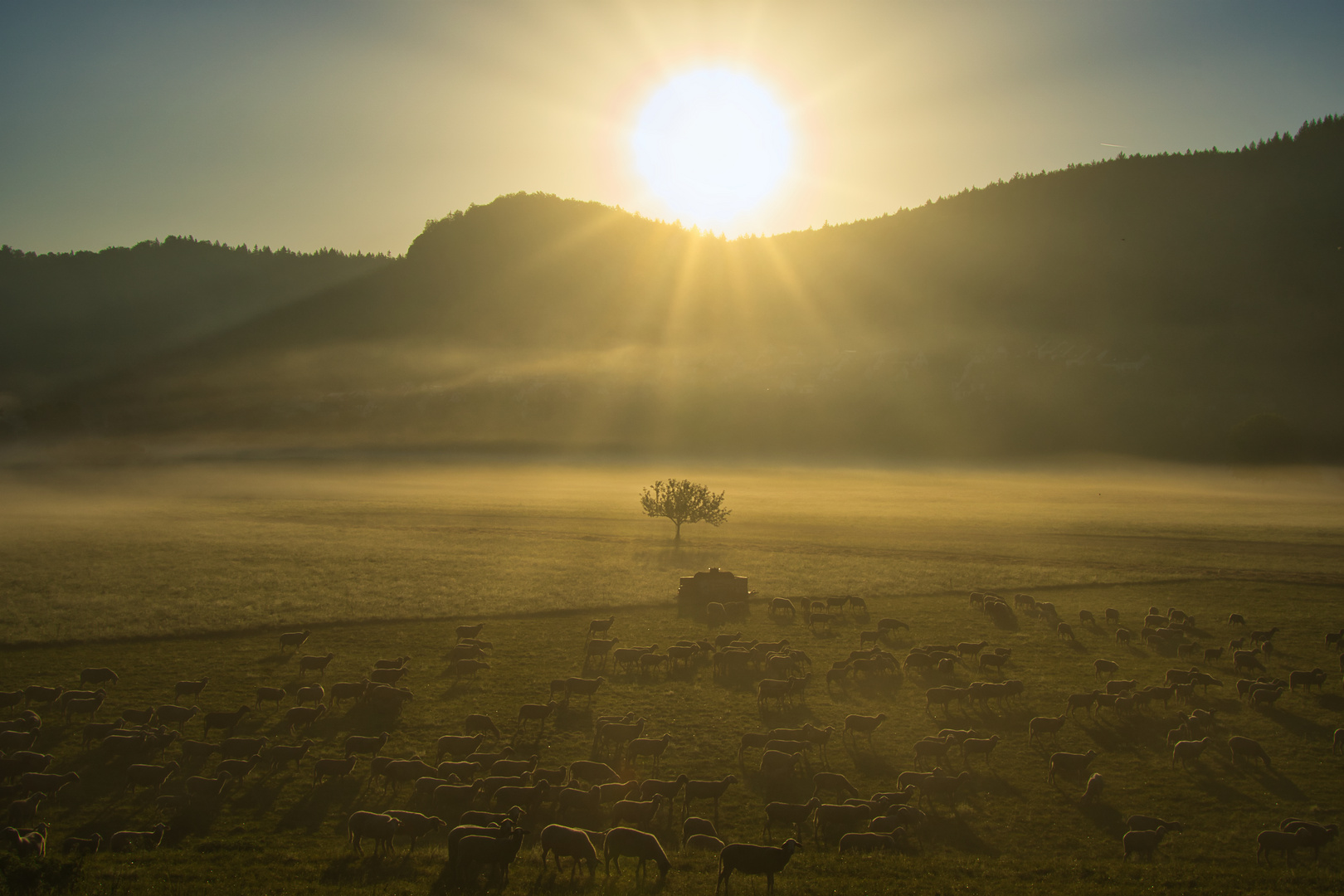 Schafe in der Morgensonne Foto & Bild | landschaft, kulturlandschaften, bäume Bilder auf ...