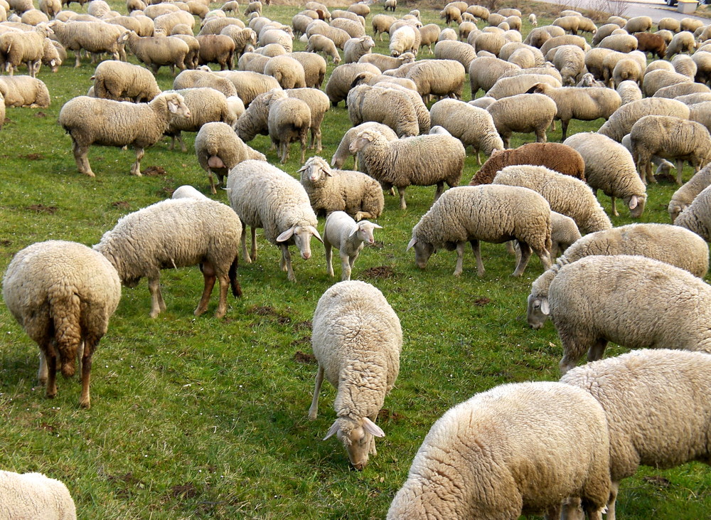 Schafe, Schafe, hunderttausend SCHAFE!!! Foto & Bild | tiere, haustiere ...