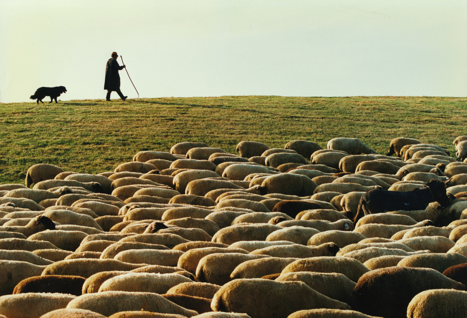 Schafe und Schäfer mit Schäferhund bei Köpfingen Foto & Bild | tiere ...