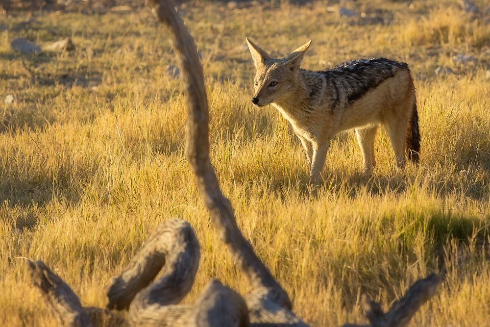 Schakal Foto & Bild | africa, southern africa, namibia Bilder auf ...