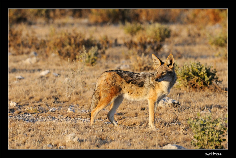 Schakal Foto & Bild | tiere, wildlife, säugetiere Bilder auf fotocommunity