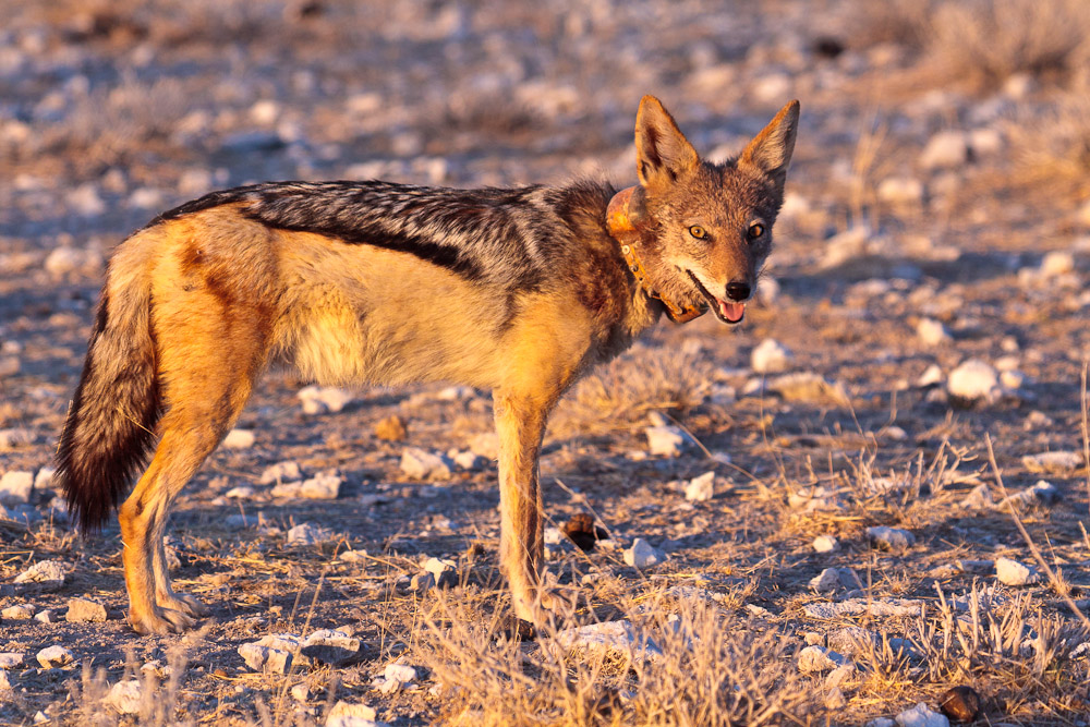 Schakal Foto & Bild | africa, southern africa, namibia Bilder auf ...
