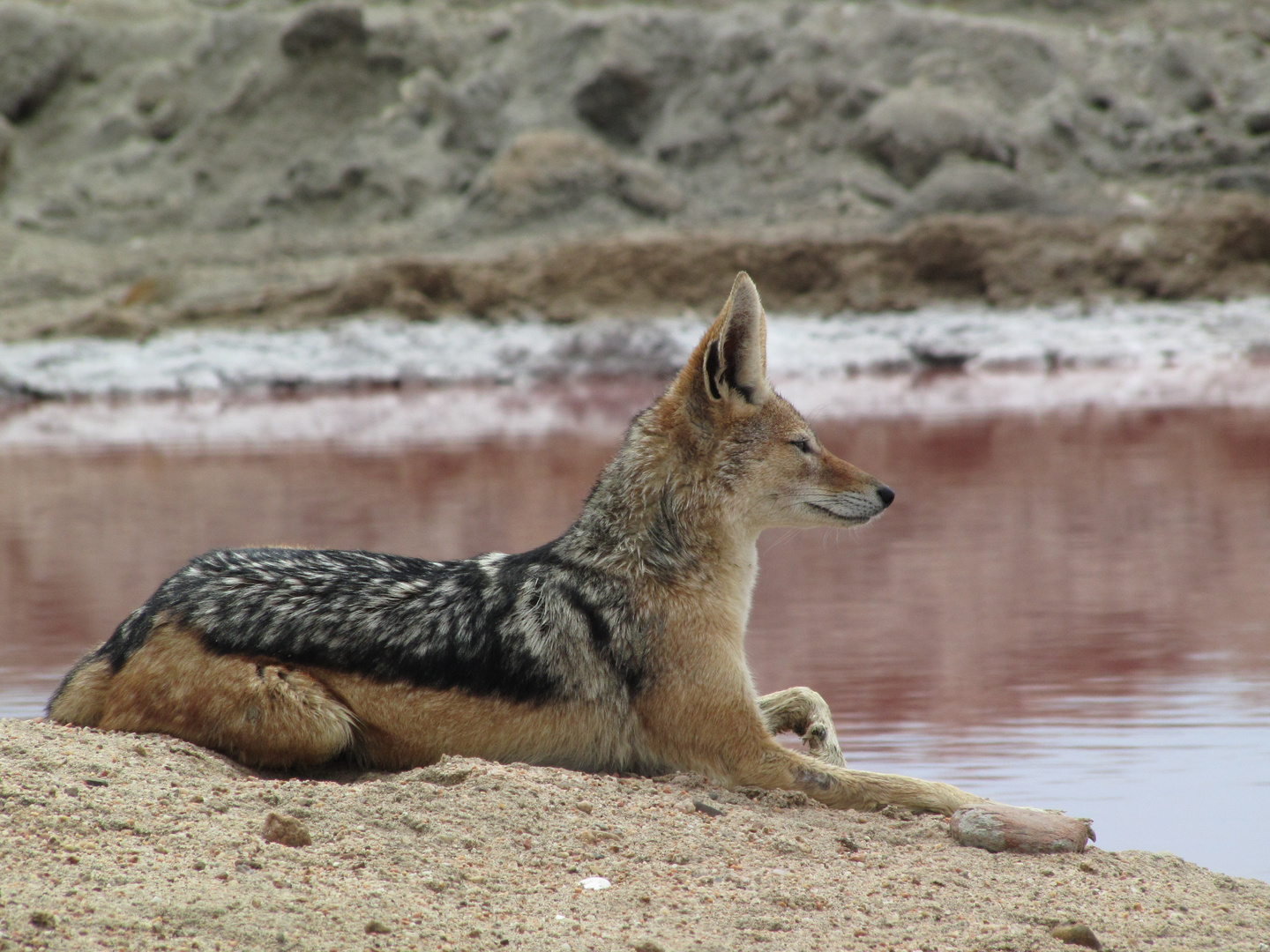 Schakal an der Kueste Namibias Foto & Bild | tiere, wildlife, wildlife ...