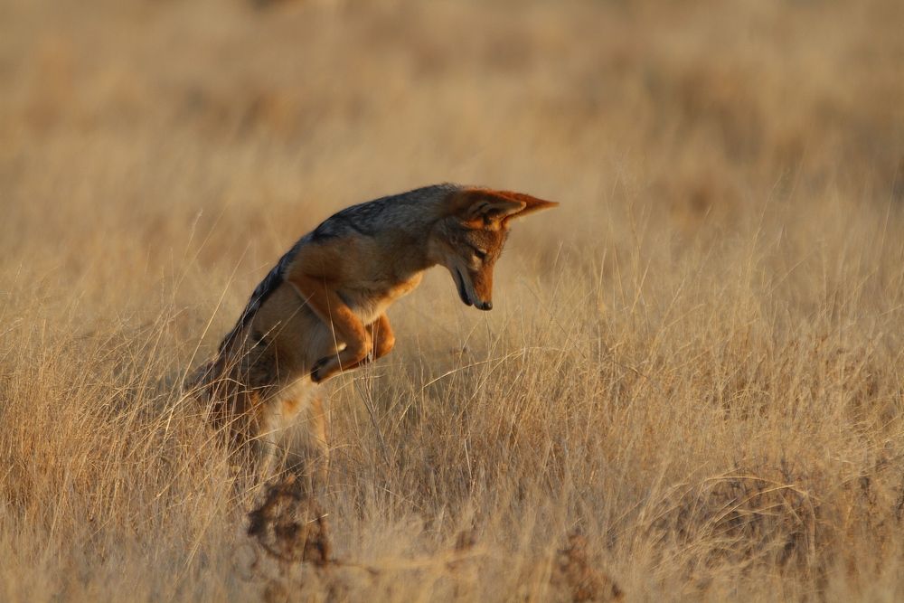 Schakal auf der Jagd Foto & Bild | tiere, wildlife, säugetiere Bilder ...