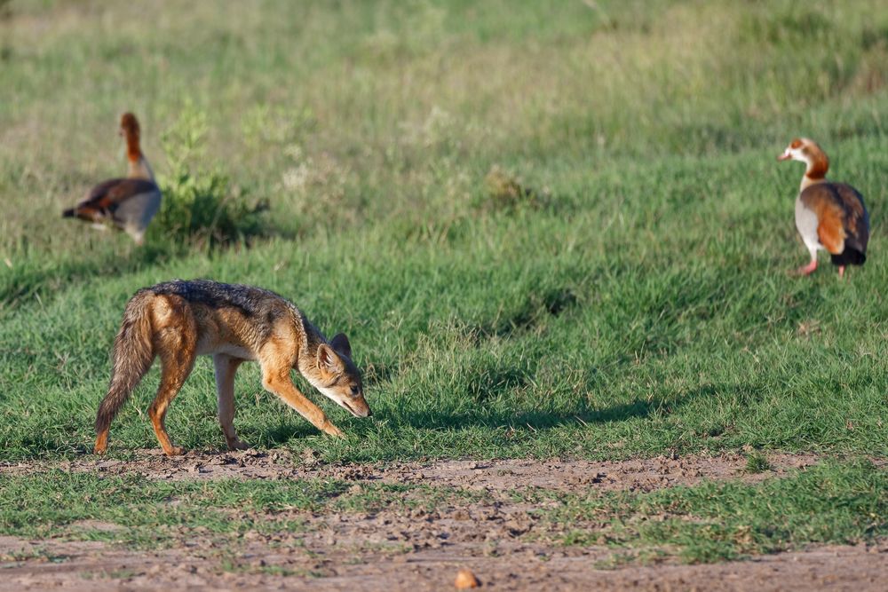 Schakal Foto & Bild | africa, eastern africa, kenya Bilder auf ...