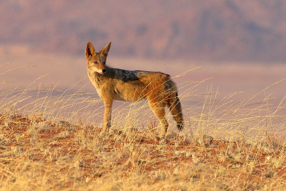 Schakal Foto & Bild | world, natur, namibia Bilder auf fotocommunity