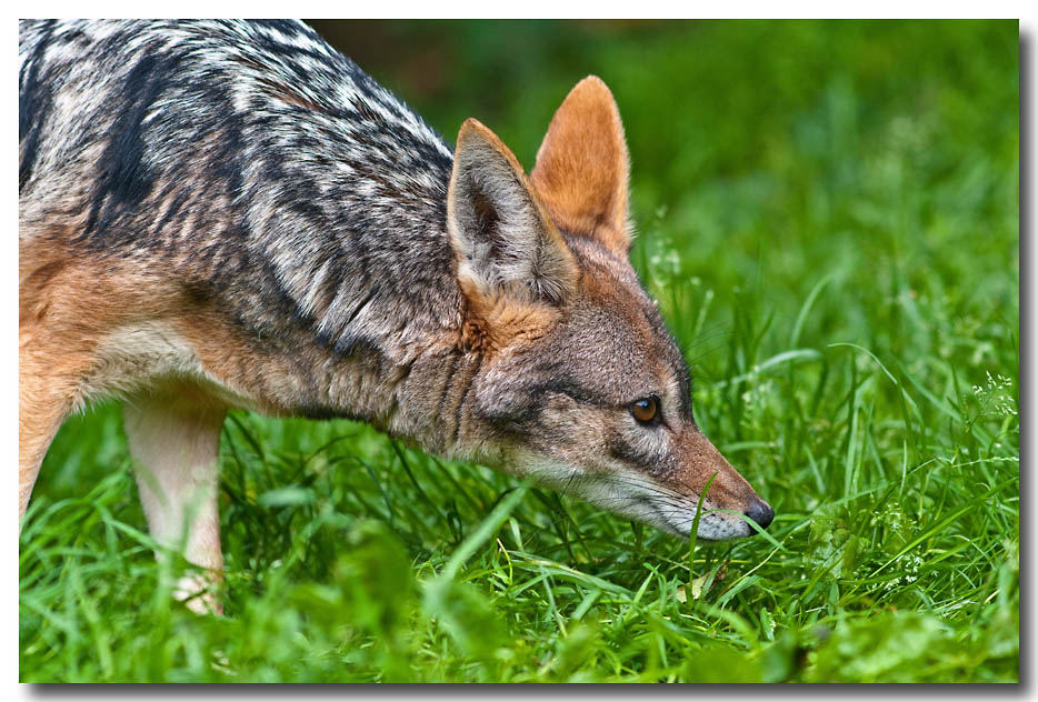 Schakal Foto & Bild | tiere, zoo, wildpark & falknerei, säugetiere ...
