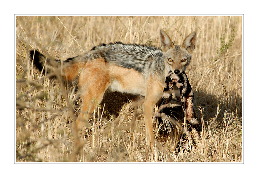 Schakal mit Beute Foto & Bild | africa, eastern africa, world Bilder ...