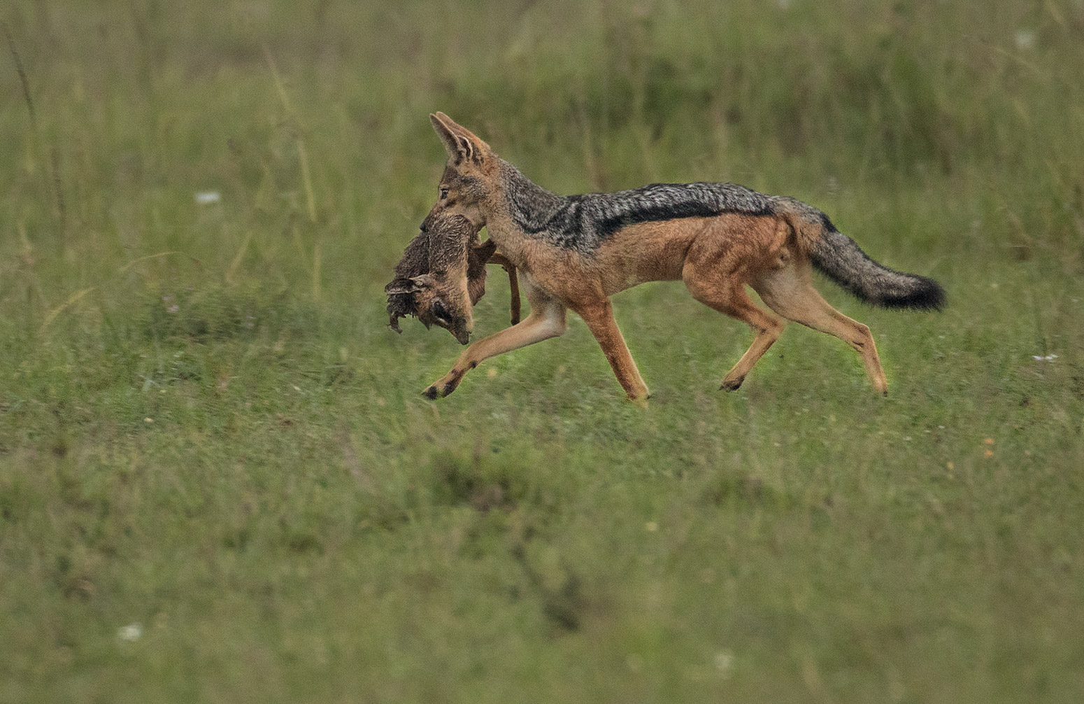 Schakal mit Beute Foto & Bild | tiere, wildlife, säugetiere Bilder auf ...