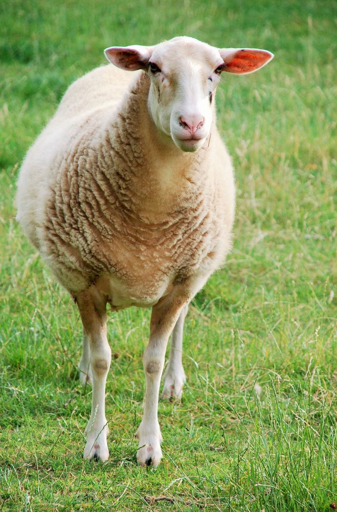 Scharf :-) Foto & Bild | tiere, haustiere, sonstige Bilder auf ...