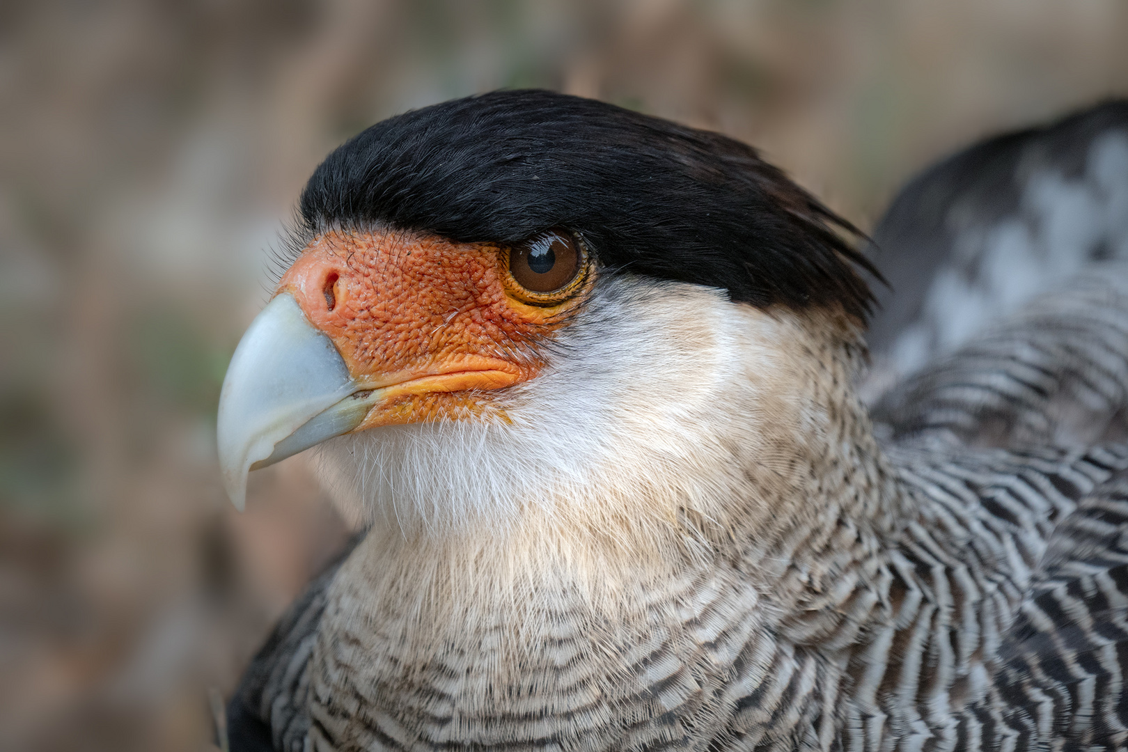 scharfe Augen Foto & Bild | tiere, zoo, wildpark & falknerei, vögel ...