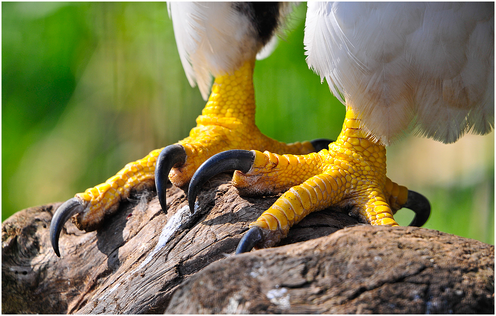 Scharfe Krallen Foto & Bild | tiere, zoo, wildpark & falknerei, vögel ...
