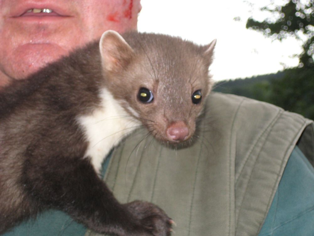 scharfe Krallen Foto & Bild | andere tiere, natur, tiere Bilder auf ...