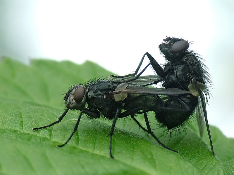 Scharfe Nummer - unzensiert Foto & Bild | tiere, wildlife, insekten ...