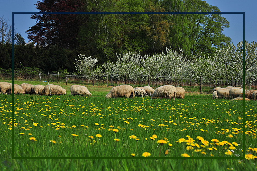 scharfe Schafe Foto & Bild | tiere, haustiere, nutztiere Bilder auf ...