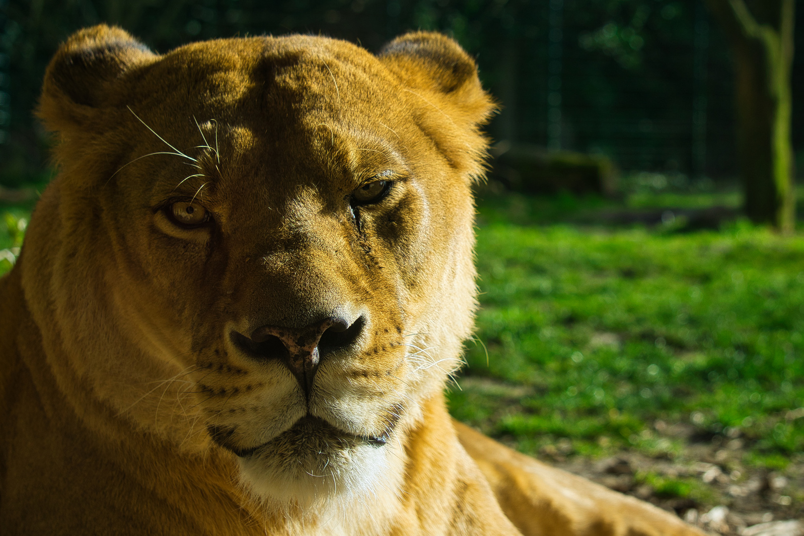 Scharfe Sinne Foto & Bild | kritik am bild, natur, zoo Bilder auf ...