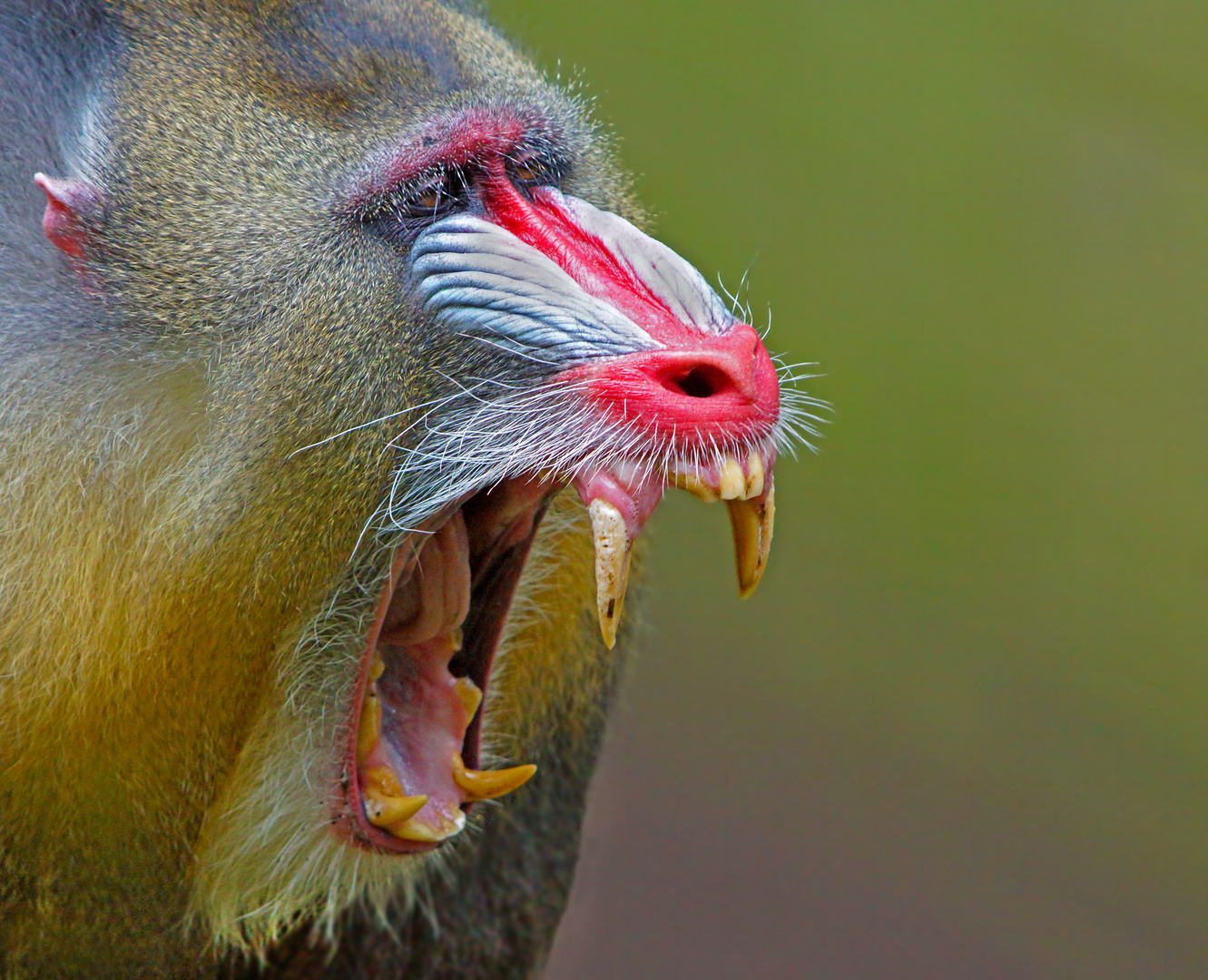 Scharfe Zähne Foto & Bild | tiere, zoo, wildpark & falknerei ...