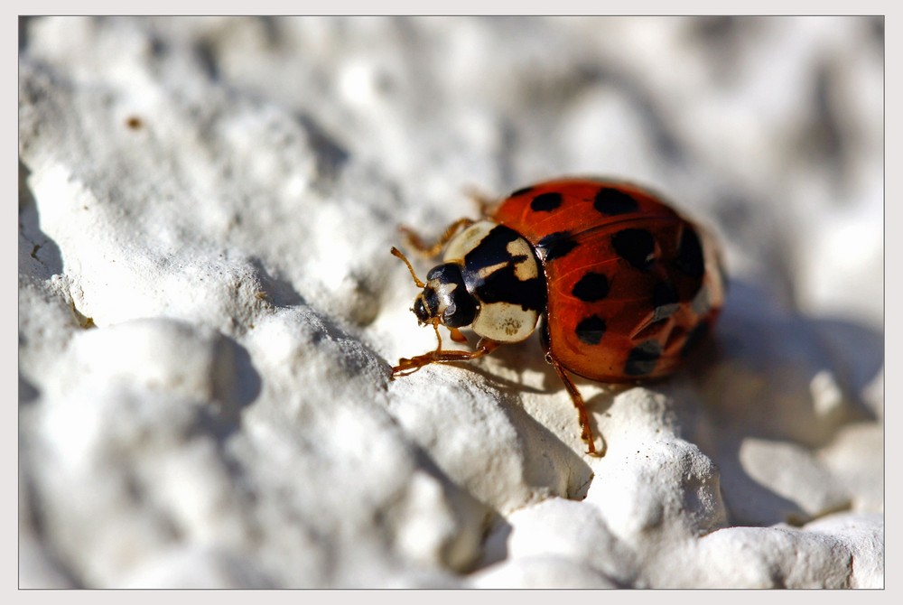 "scharfer" Käfer... Foto & Bild | tiere, natur Bilder auf fotocommunity