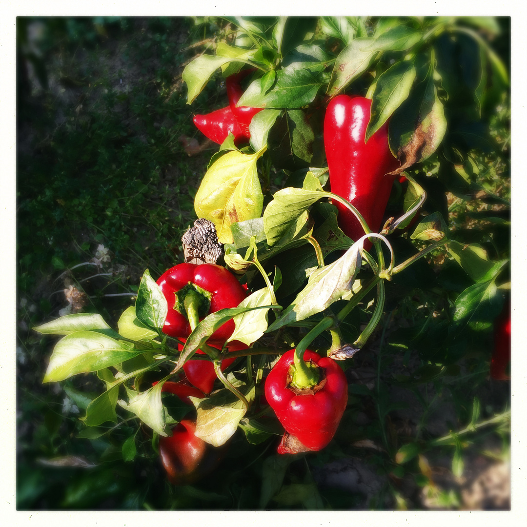 scharfes Foto ! Foto & Bild | pflanzen, pilze & flechten, früchte und ...