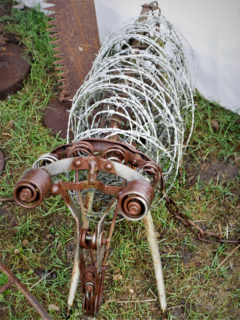 scharfes Schaf Foto & Bild | deutschland, europe, nordrhein- westfalen ...