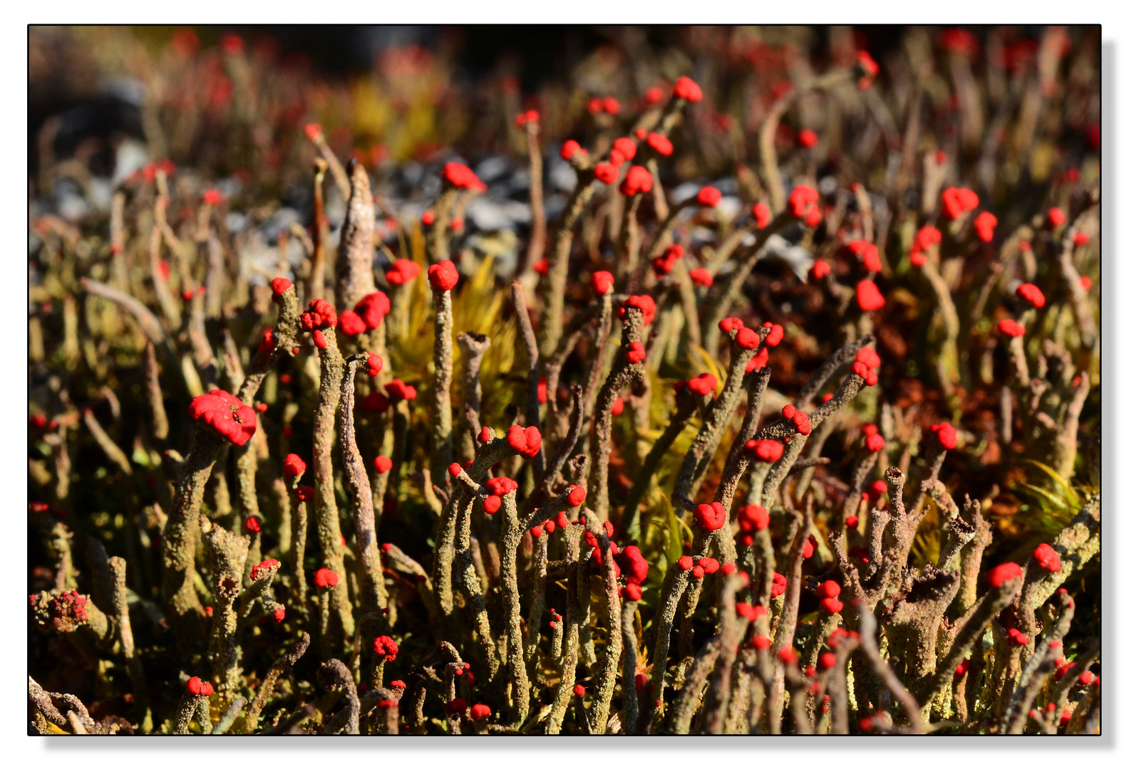 Scharlach-Becherflechte Foto & Bild | pflanzen, pilze & flechten, pilze & flechten, pflanzen ...
