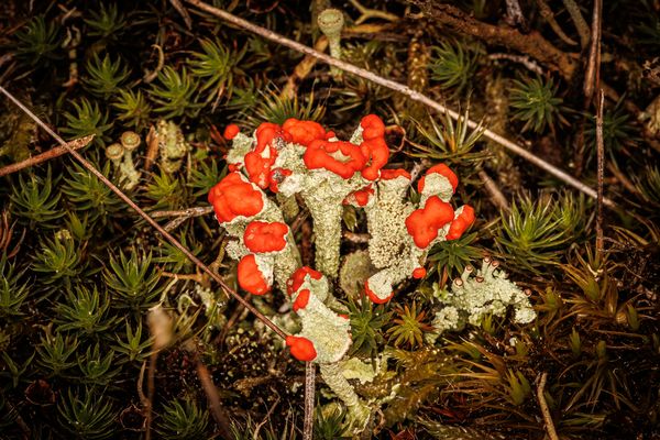 Pflanzen, Pilze & Flechten Bilder & Fotos