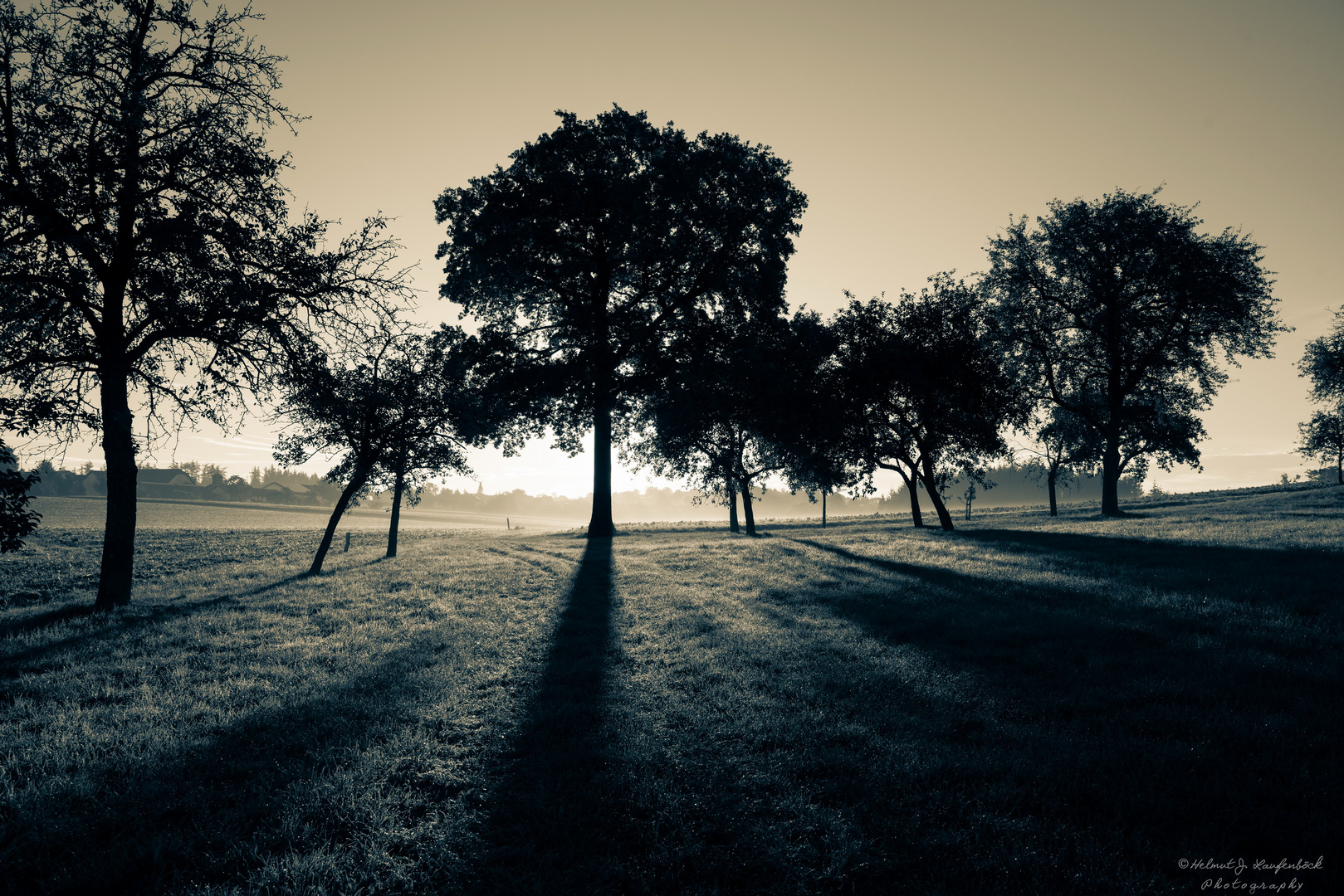 Schatten Foto & Bild | pflanzen, pilze & flechten, bäume, schatten ...