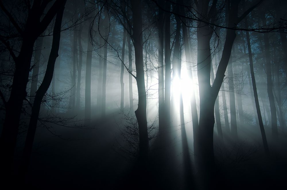 SCHATTEN UND LICHT Foto & Bild | landschaft, wald, mystisch Bilder auf ...