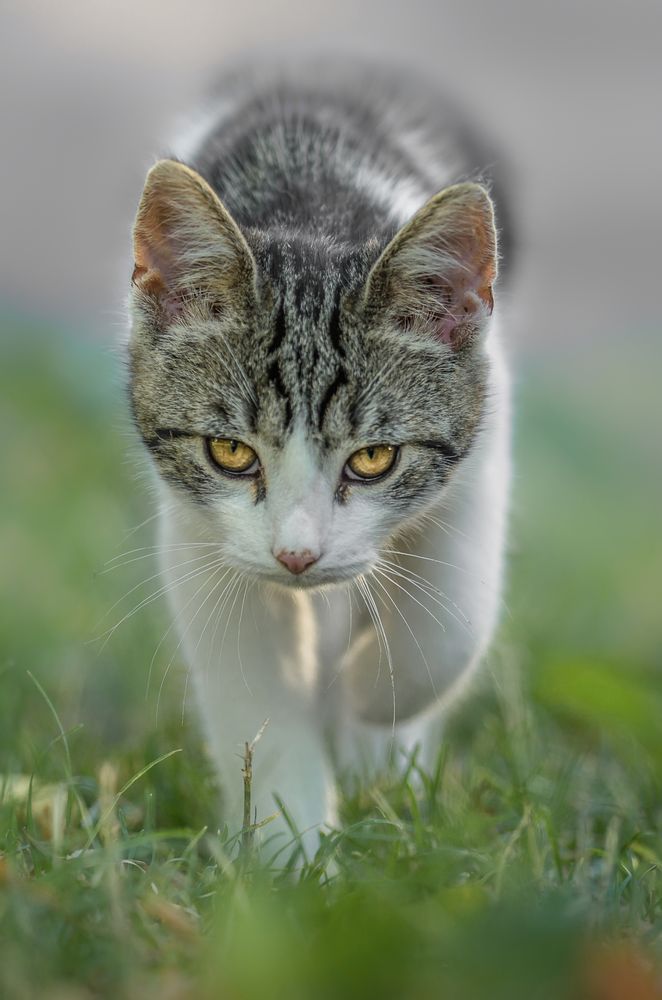 Schau mir in die Augen Kleines! Foto & Bild | tiere, haustiere, katzen Bilder auf fotocommunity