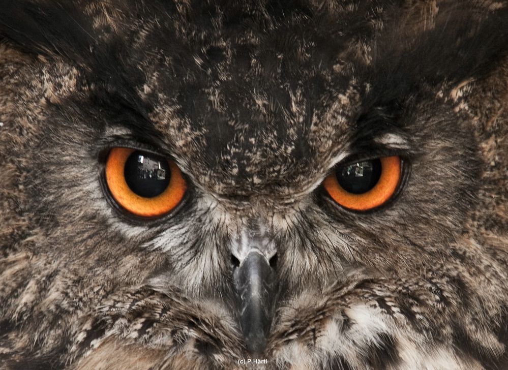 Schau mir in die Augen Kleines Foto & Bild | Natur, Eulen & Greifvögel ...