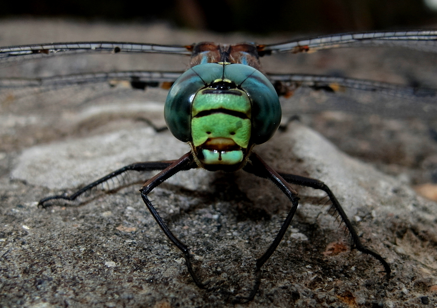 Schau mir in die Augen.Digicam Foto & Bild | tiere, wildlife, libellen ...