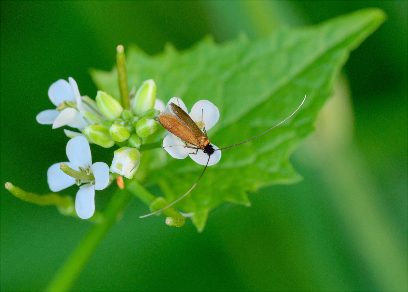 Schaumkraut-Langhornmotte (Cauchas rufimitrella) Foto & Bild | tiere ...