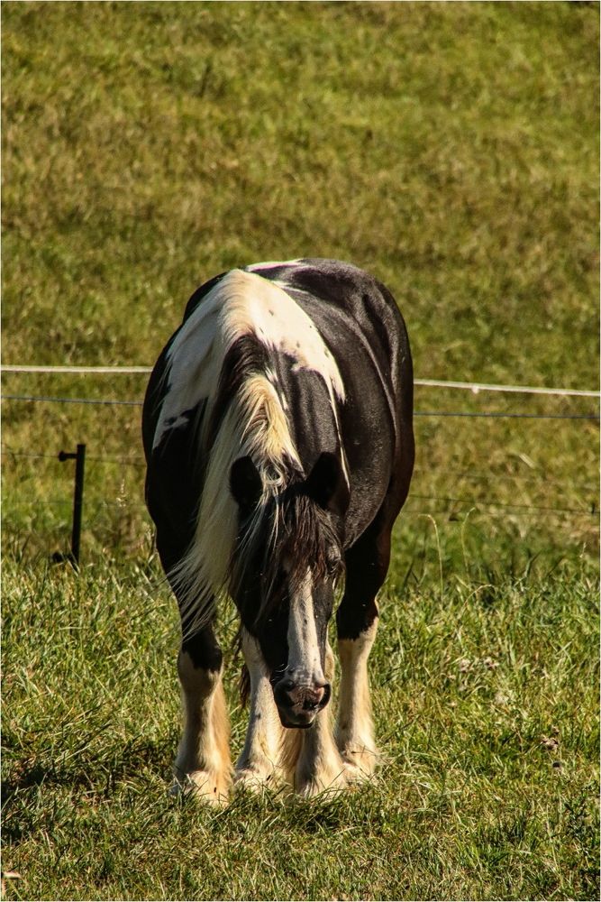 Schecke Foto & Bild | spezial, wiese, licht Bilder auf fotocommunity