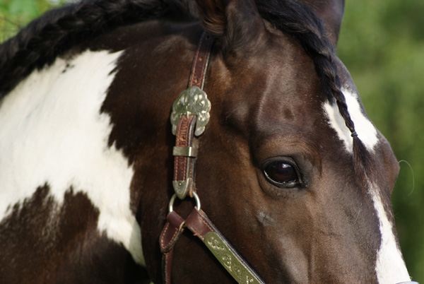 Schecke hübsch rausgemacht :-) Foto & Bild | tiere, haustiere, pferde ...