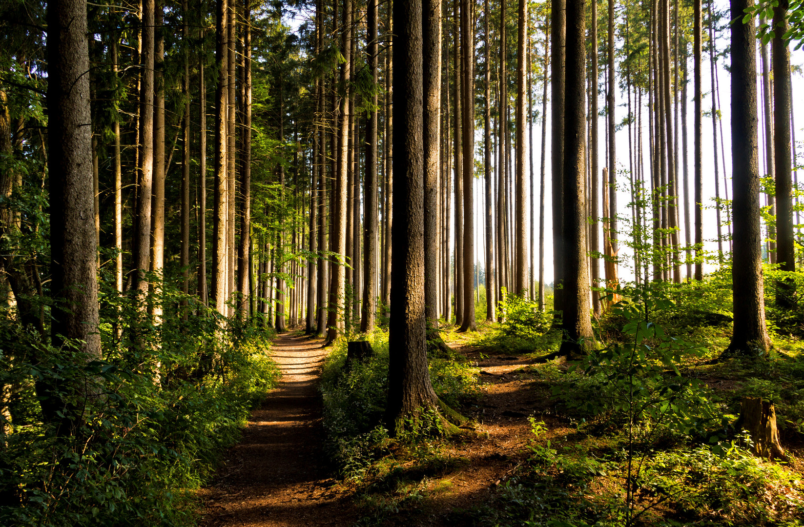 Scheideweg Foto And Bild Landschaft Wege Und Pfade Wald Bilder Auf