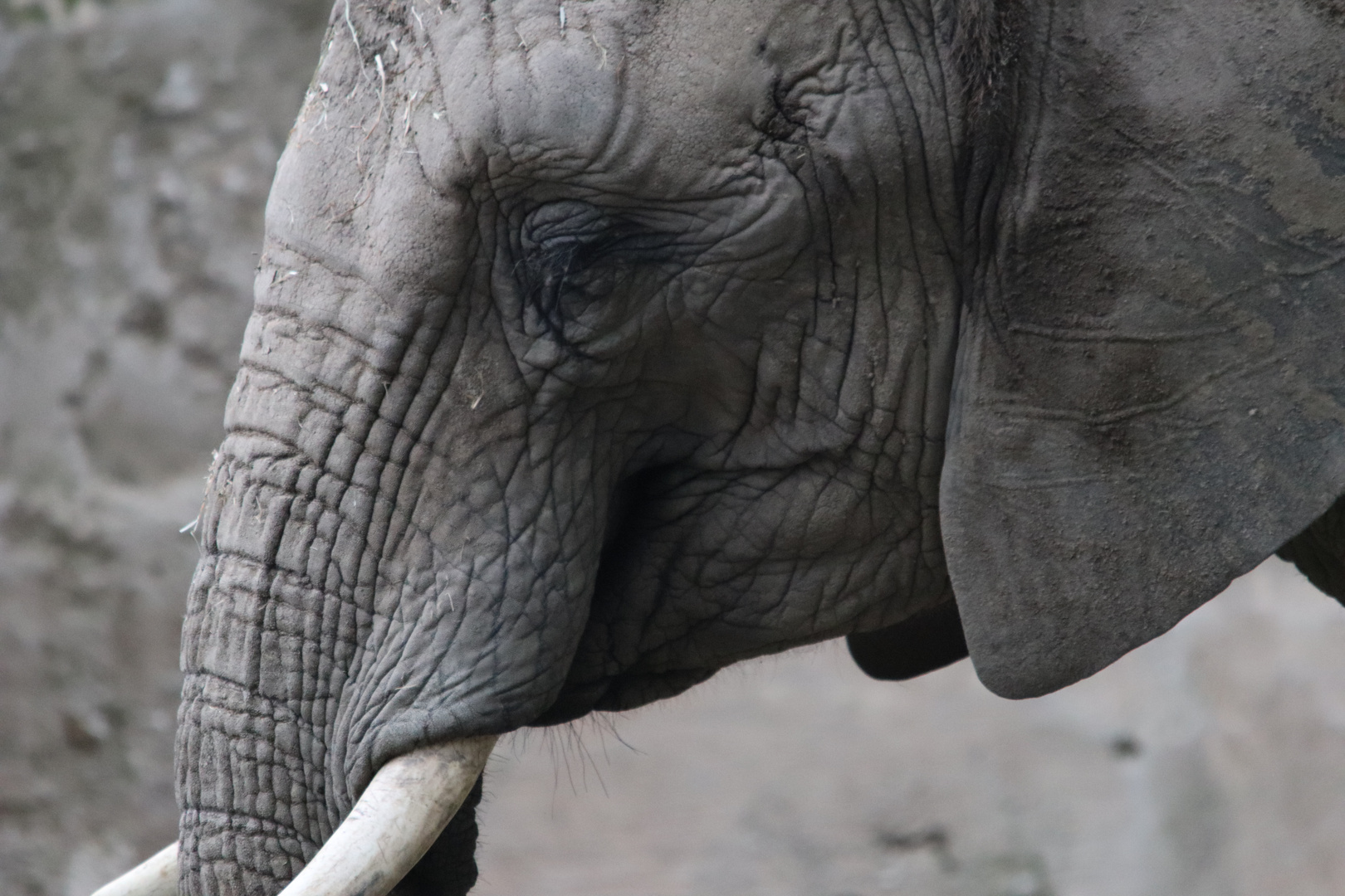 Scheißegal........ Foto & Bild | fotos, spezial, natur Bilder auf ...