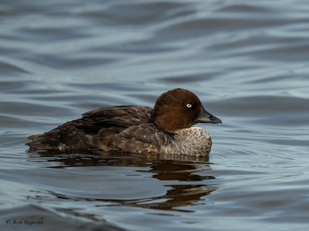 SCHELLENTE (Bucephala clangula) Foto & Bild | tiere, wildlife, wild ...