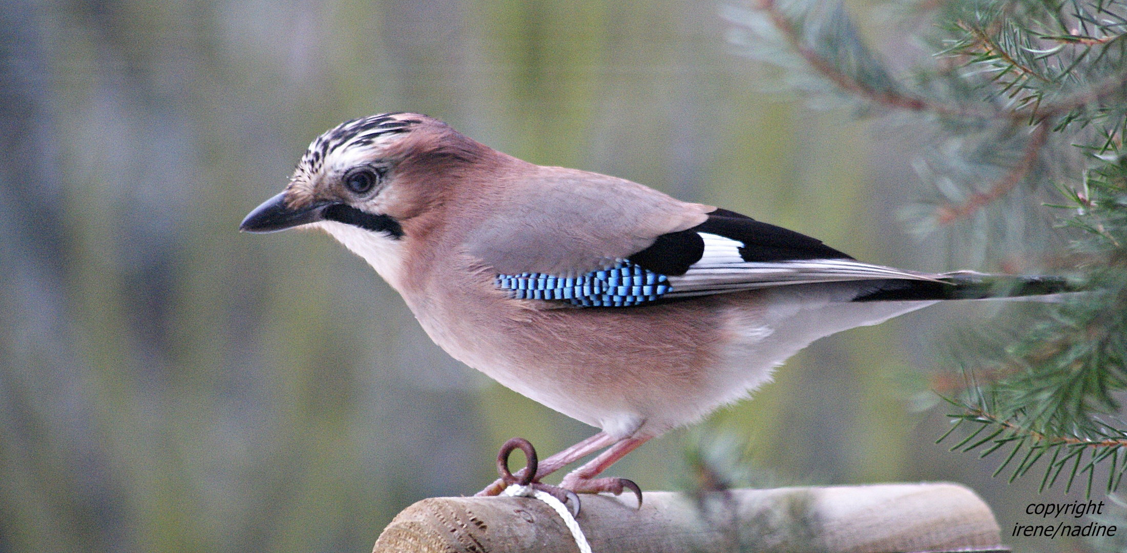 SCHELM ! Foto & Bild | tiere, wildlife, wild lebende vögel Bilder auf ...